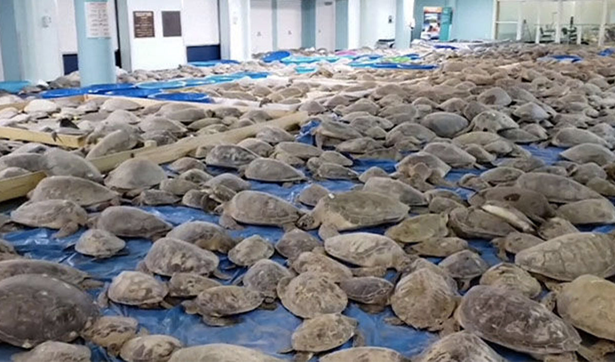 Historic Cold Wave in Texas: Thousands of Half-Frozen Sea Turtles Resc ...